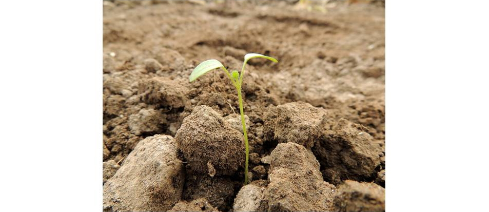 Le germe – Plumes Chrétiennes